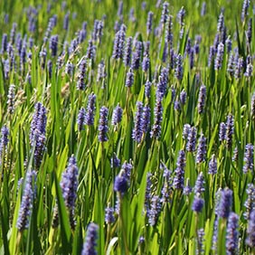 Desirable Plants