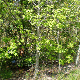 Desirable Plants